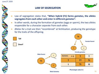 Mendelian genetics1 | PDF