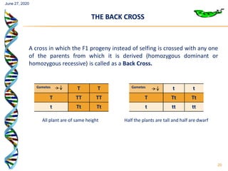 Mendelian genetics1 | PDF