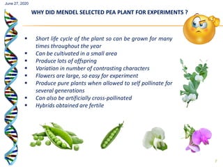 Mendelian genetics1 | PDF