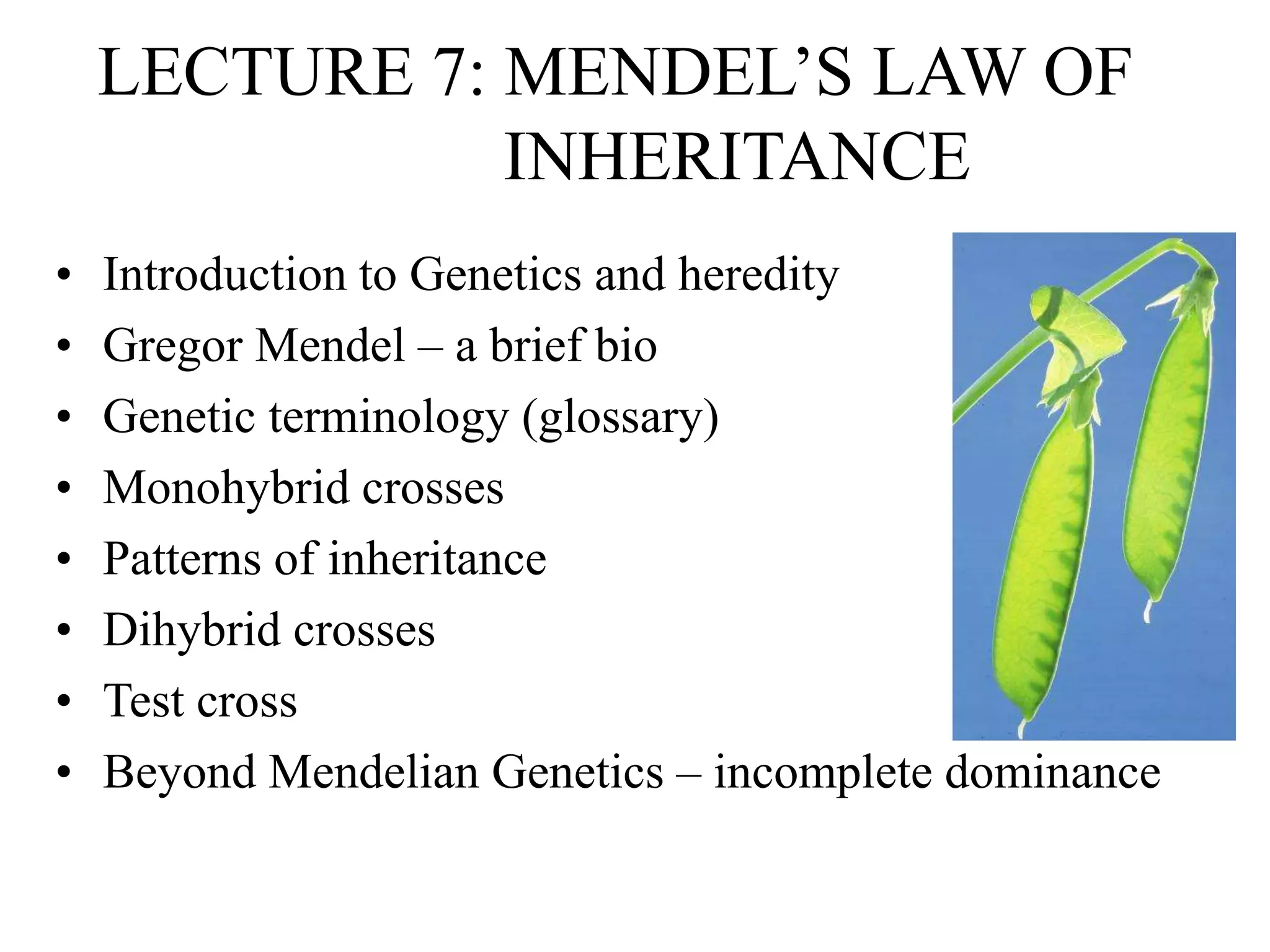 mendelian genetics (1).ppt