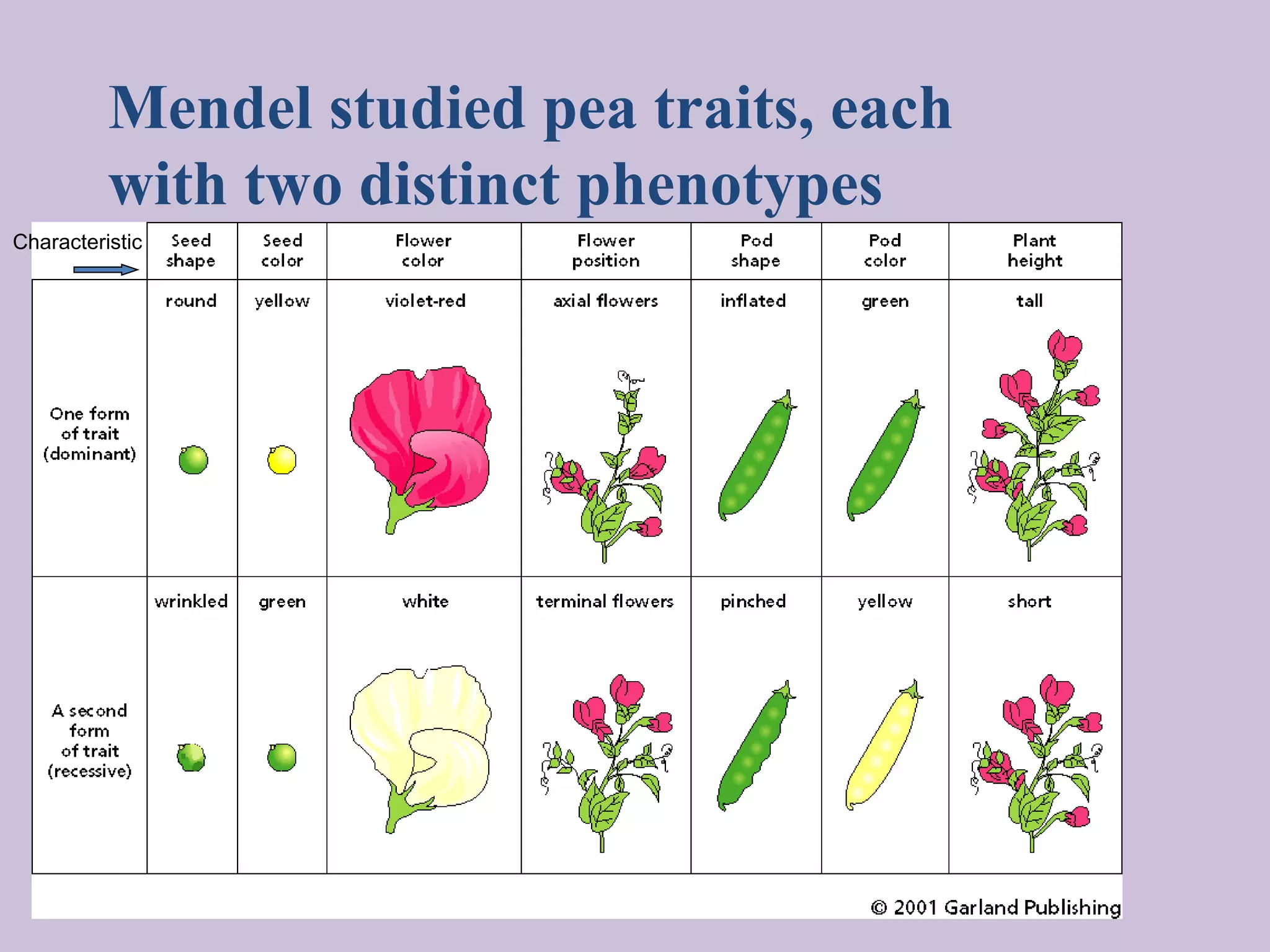Mendelian genetics 101 | PPTX