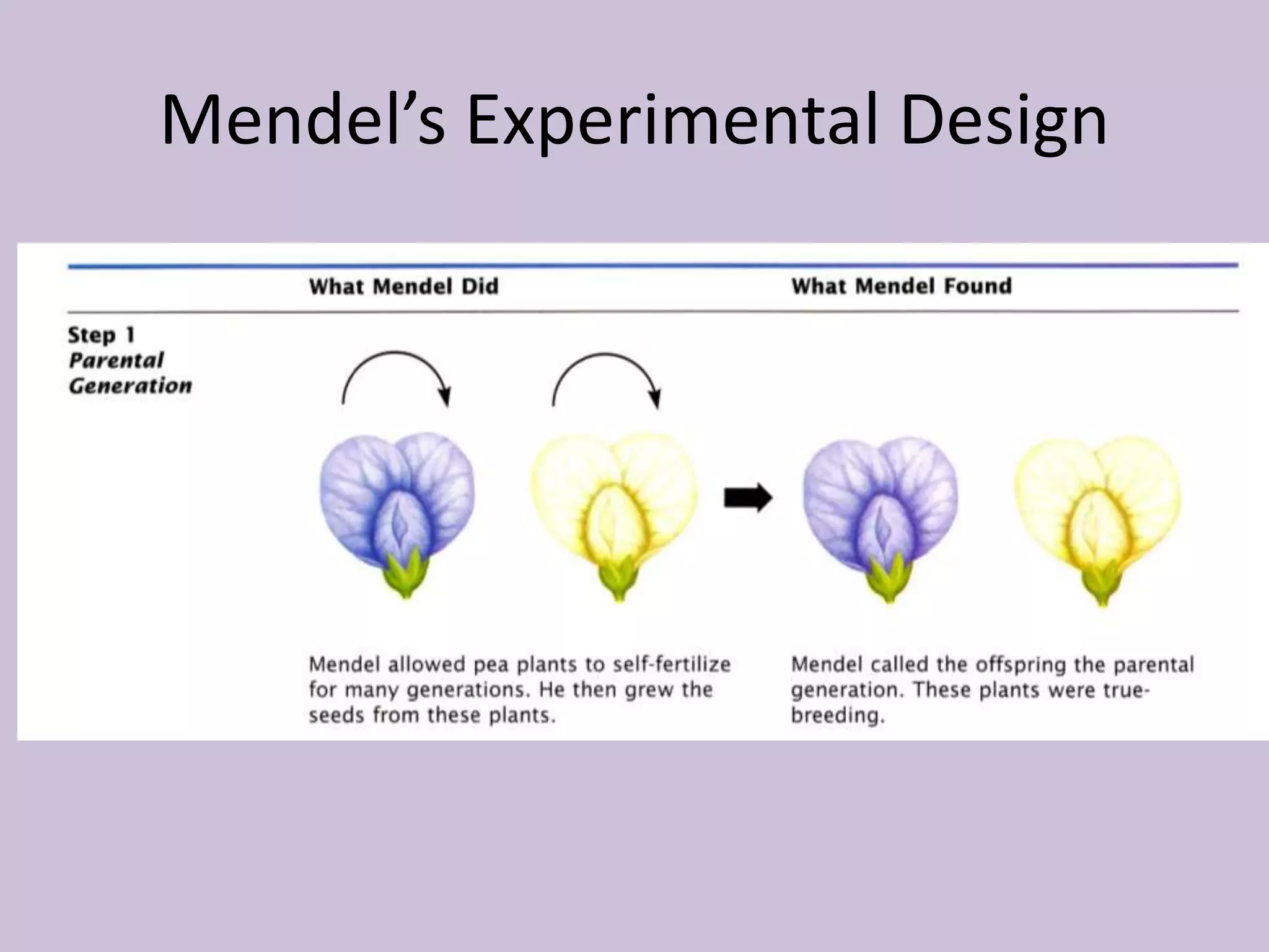 Mendelian genetics 101 | PPTX