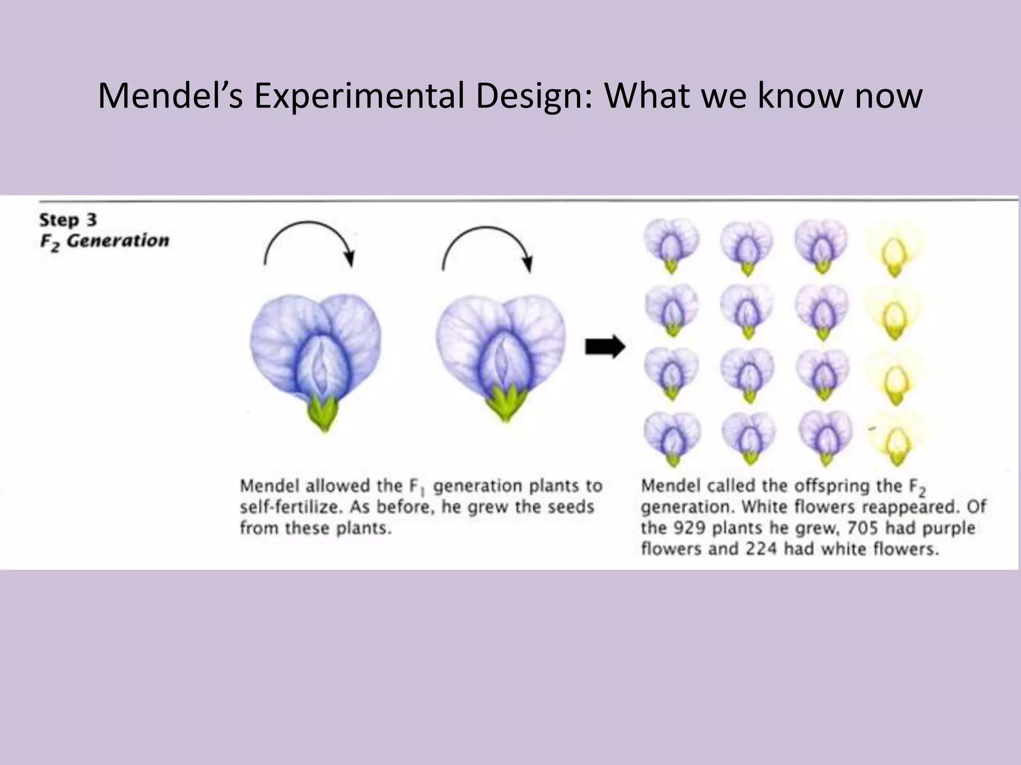 Mendelian genetics 101 | PPTX