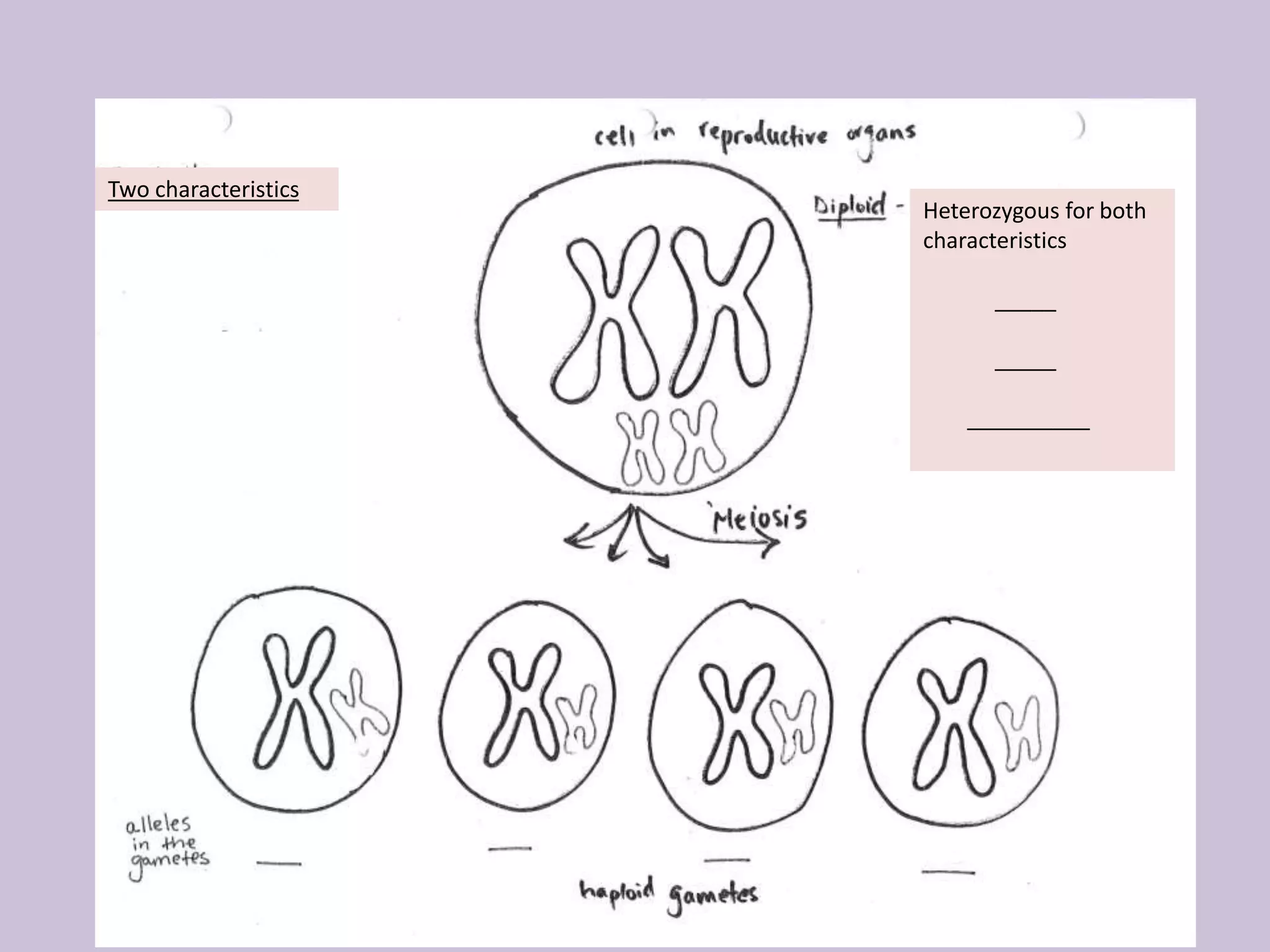 Mendelian genetics 101 | PPTX