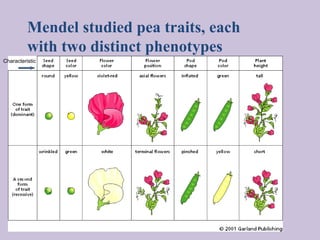 Mendelian genetics 101 | PPTX