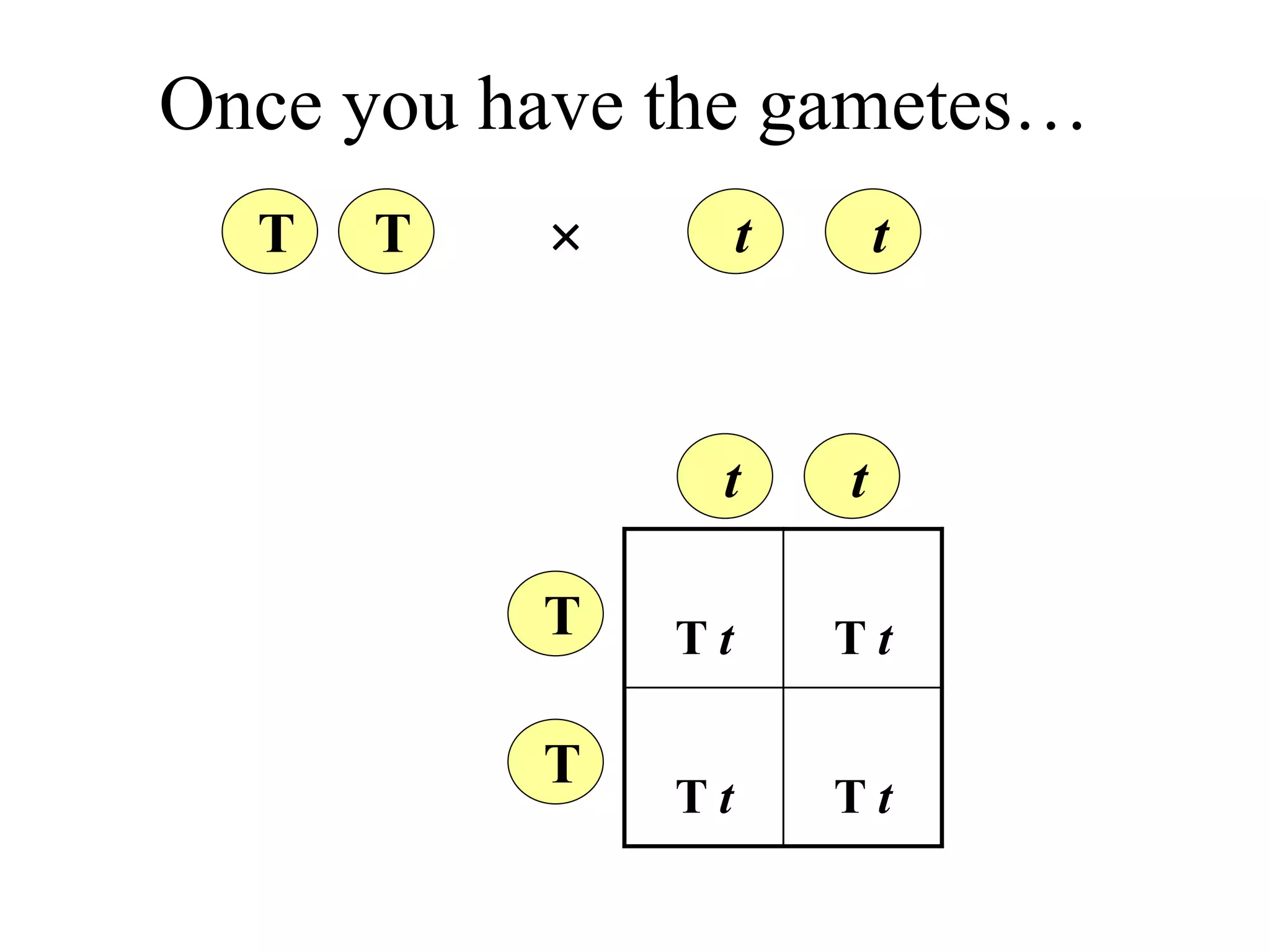 mendelian genetics (1) (1).ppt | Gardening | Home & Garden