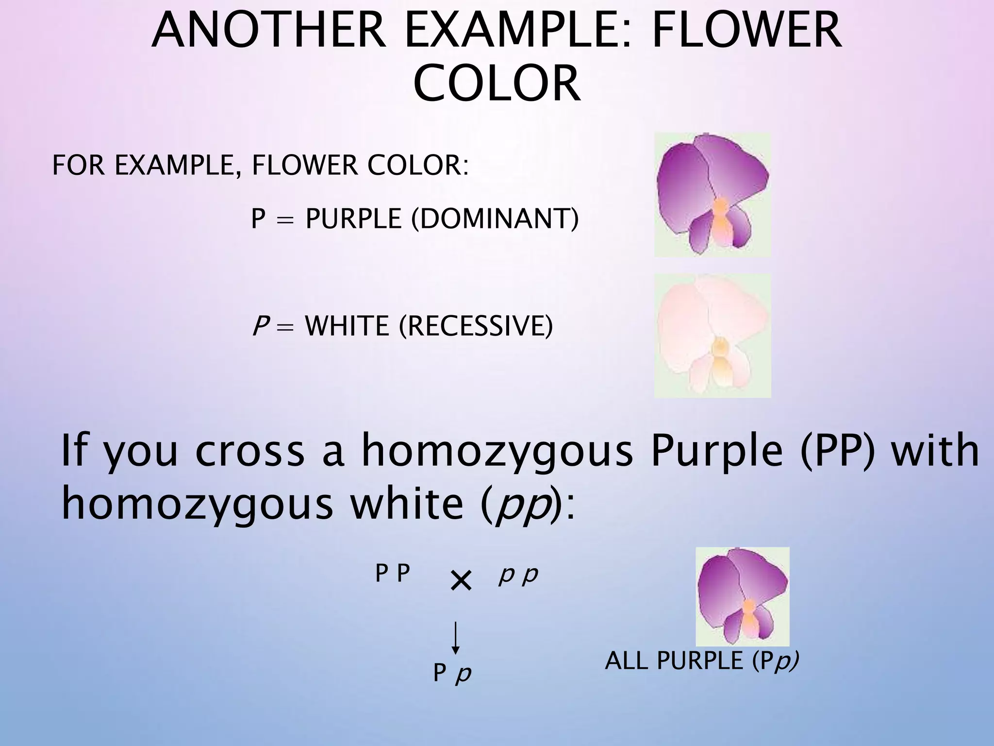mendelian genetics (1) (1).ppt