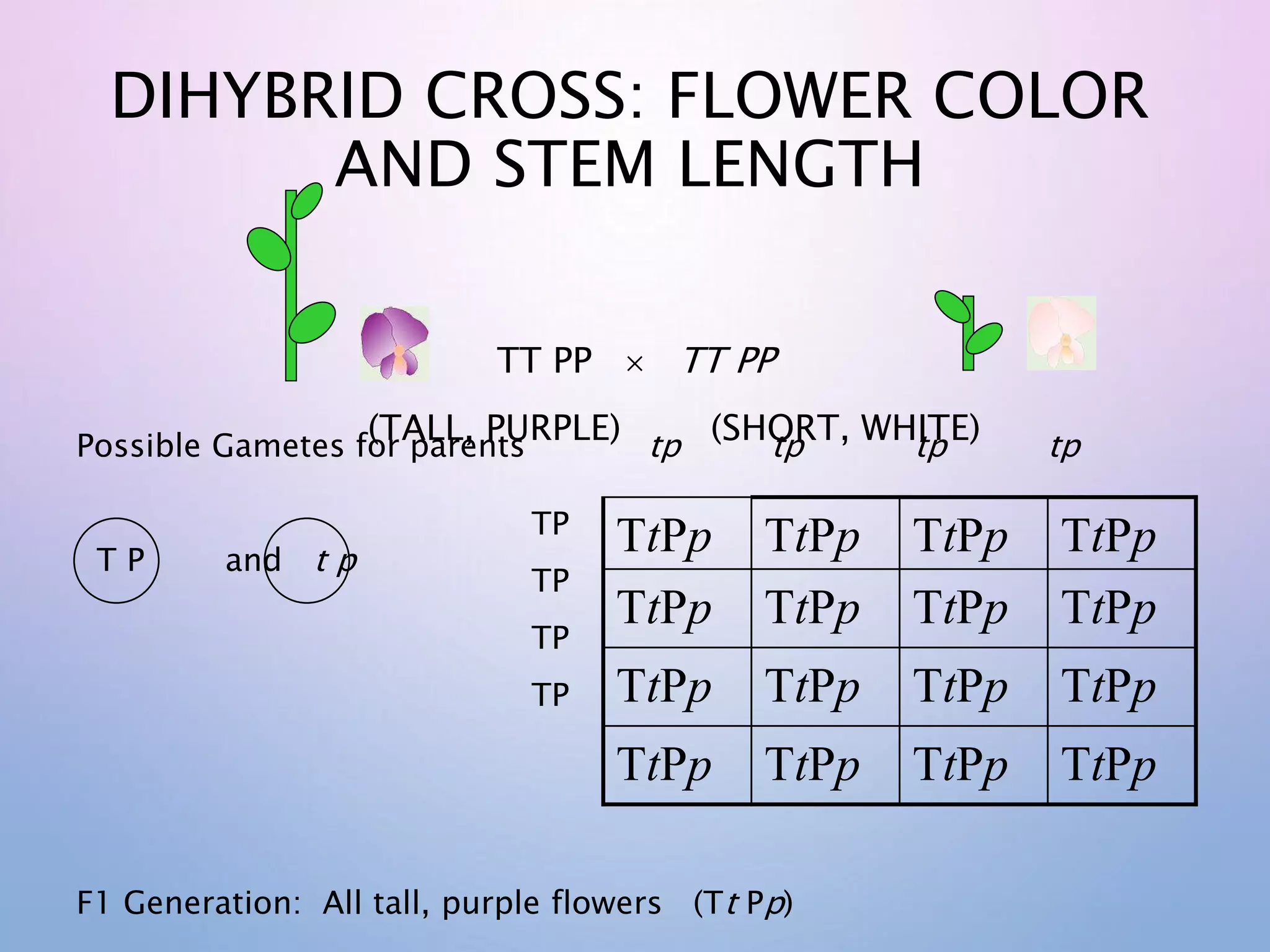 mendelian genetics (1) (1).ppt