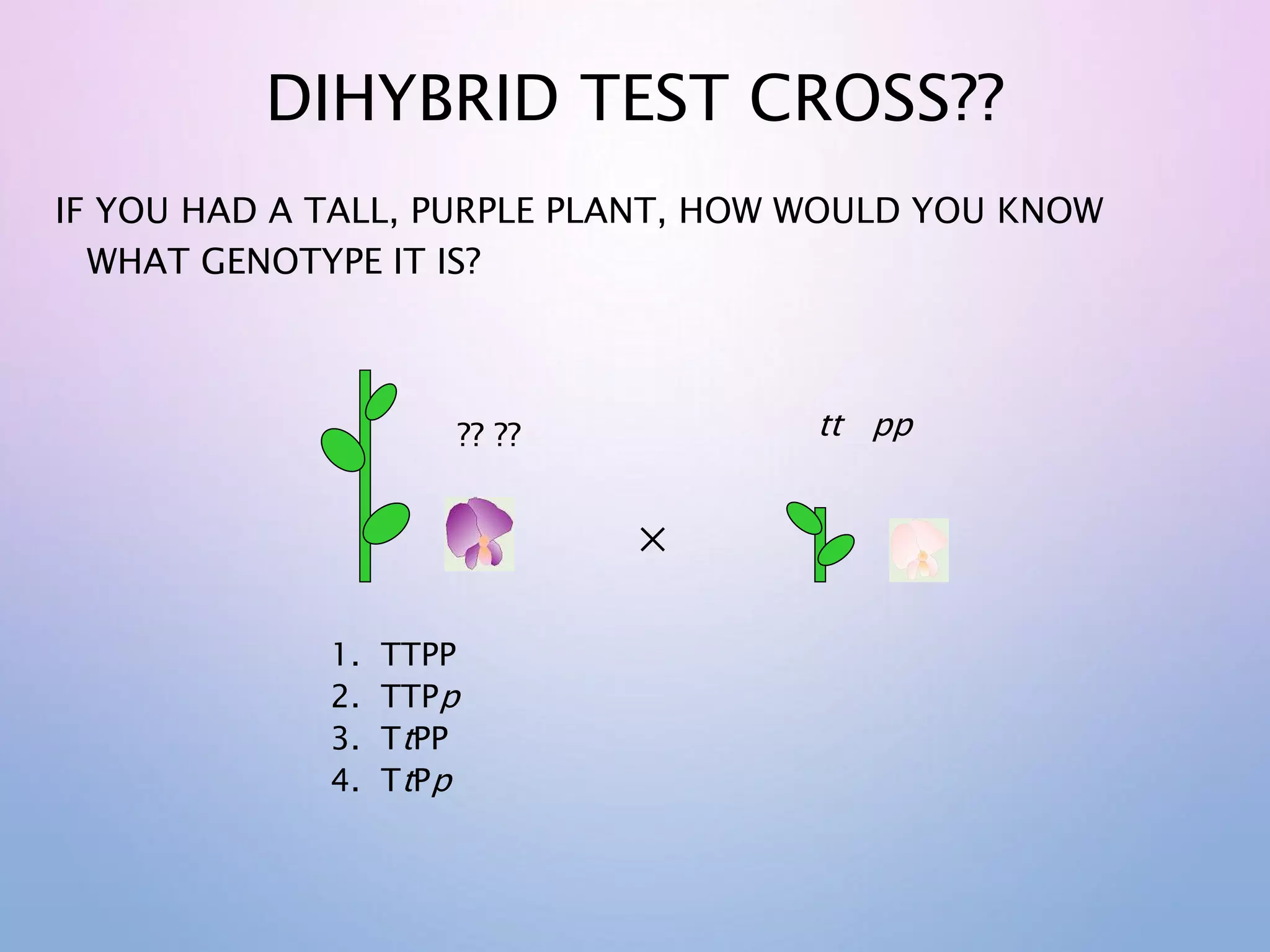 mendelian genetics (1) (1).ppt