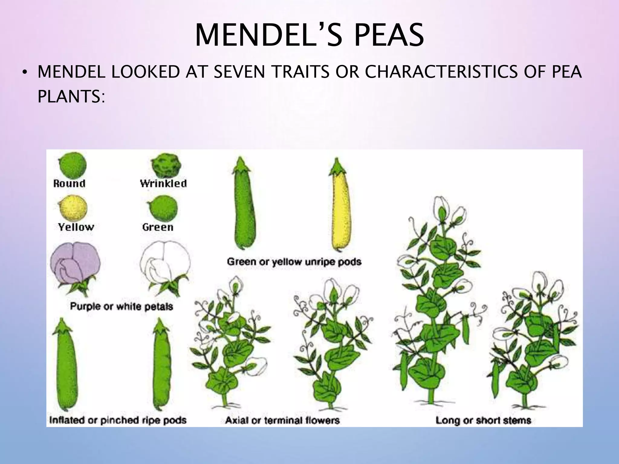 mendelian genetics (1) (1).ppt
