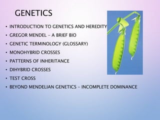 mendelian genetics (1) (1).ppt