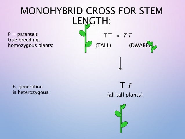 mendelian genetics (1) (1).ppt