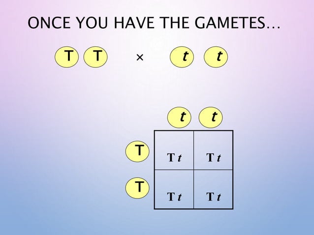 mendelian genetics (1) (1).ppt