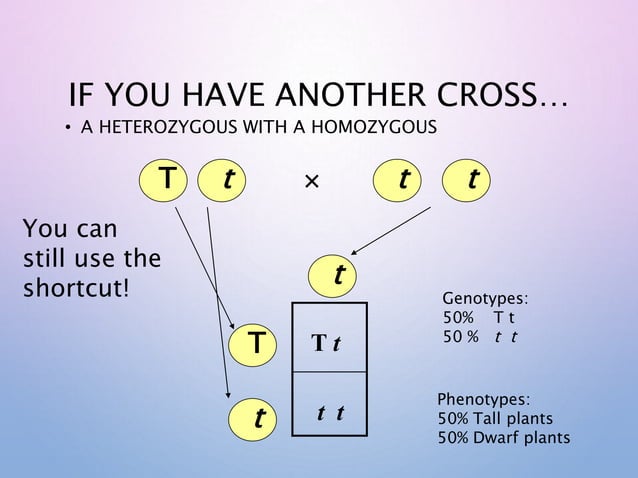 mendelian genetics (1) (1).ppt