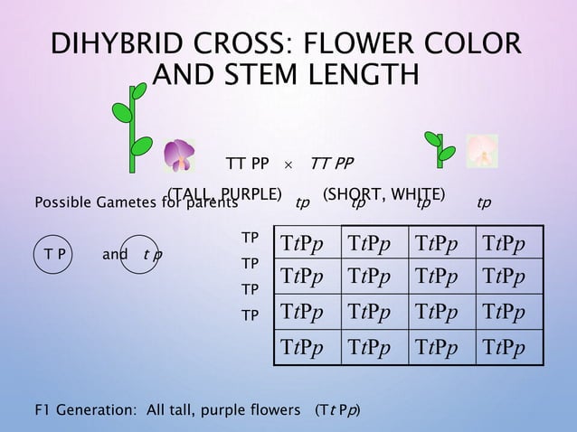 mendelian genetics (1) (1).ppt