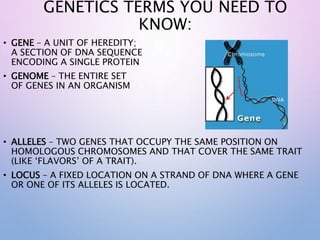mendelian genetics (1) (1).ppt
