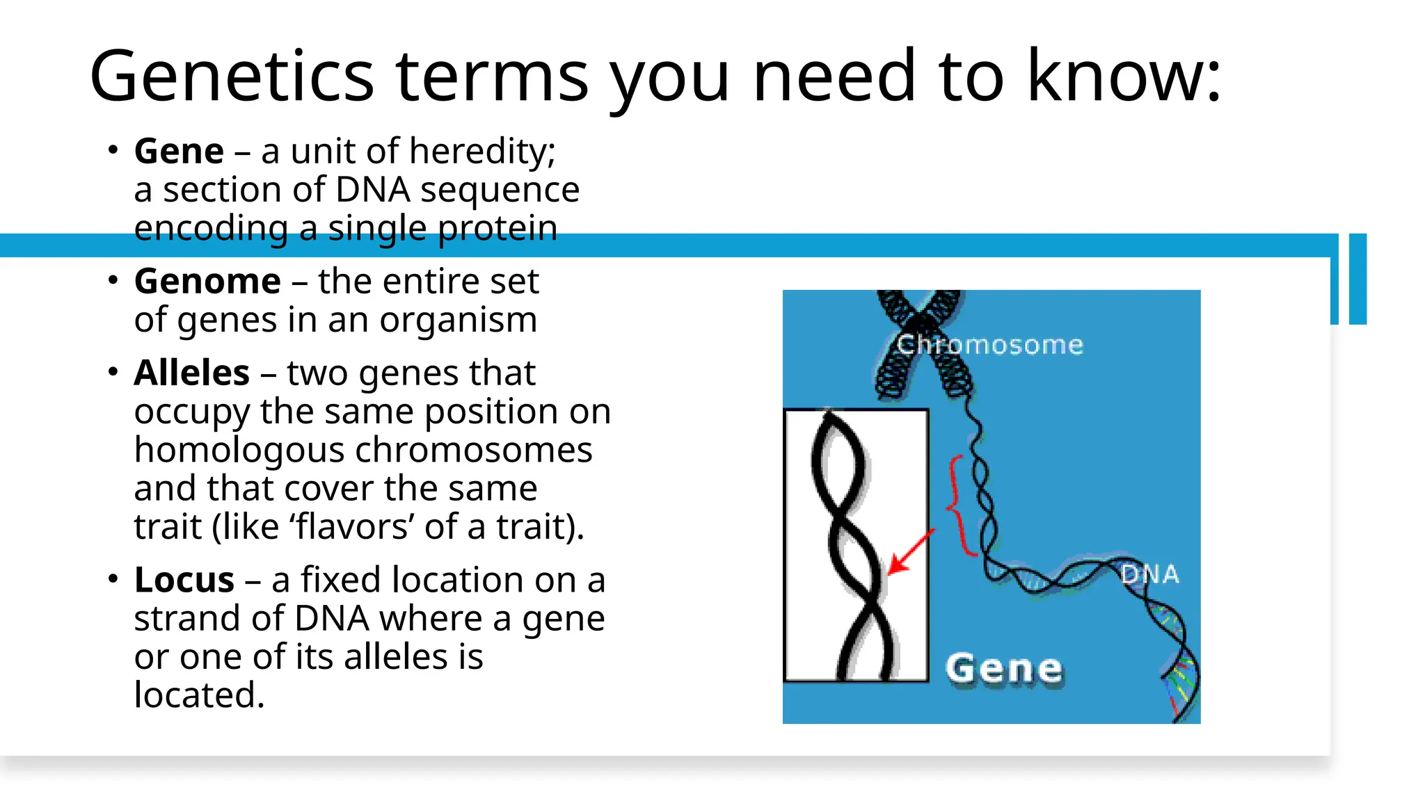 mendelian genetics 2 &non mendelian.pptx