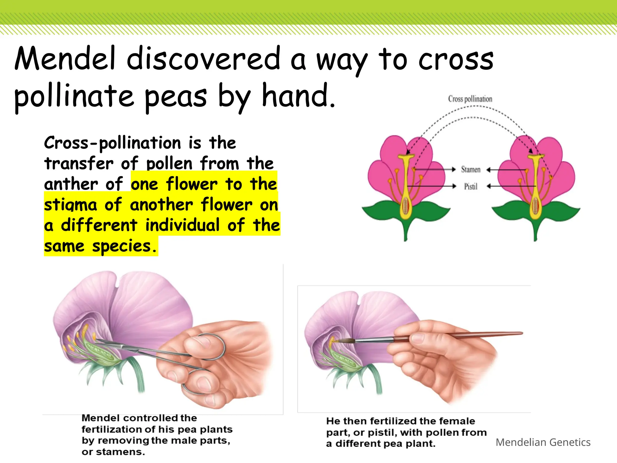 _Mendelian_Genetics 2023-2024 all parts..pptx