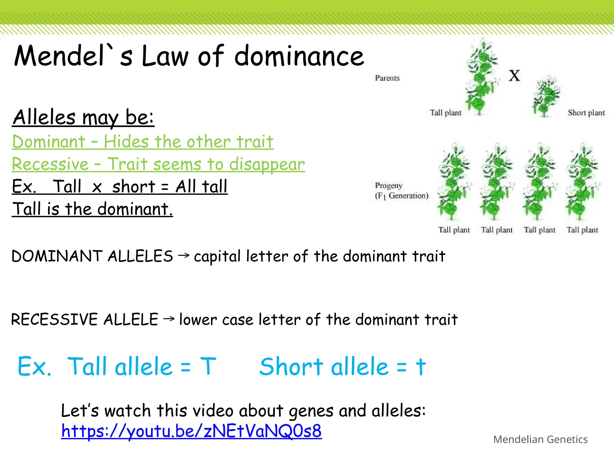 _Mendelian_Genetics 2023-2024 all parts..pptx