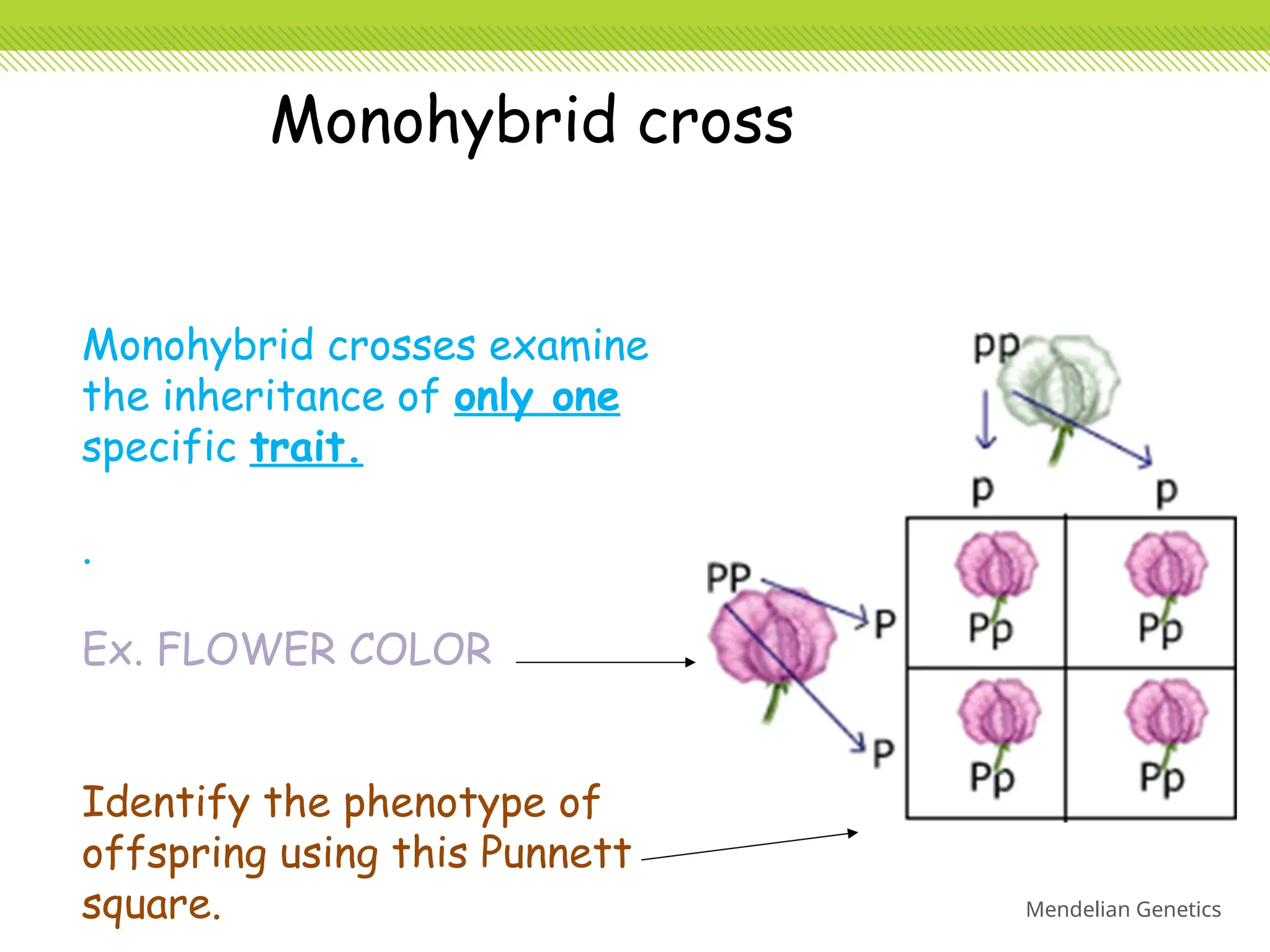 _Mendelian_Genetics 2023-2024 all parts..pptx