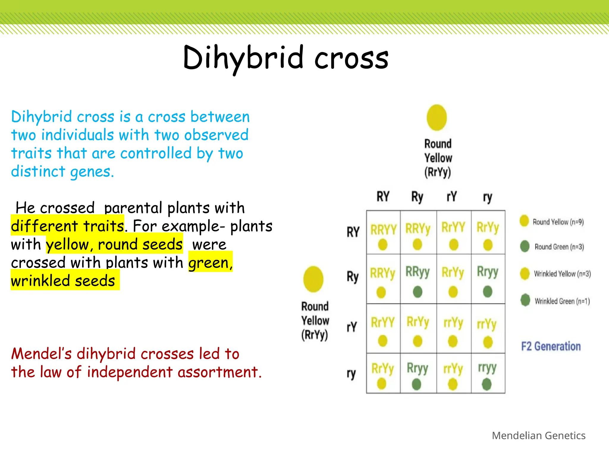 _Mendelian_Genetics 2023-2024 all parts..pptx