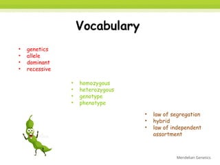 _Mendelian_Genetics 2023-2024 all parts..pptx