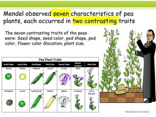 _Mendelian_Genetics 2023-2024 all parts..pptx