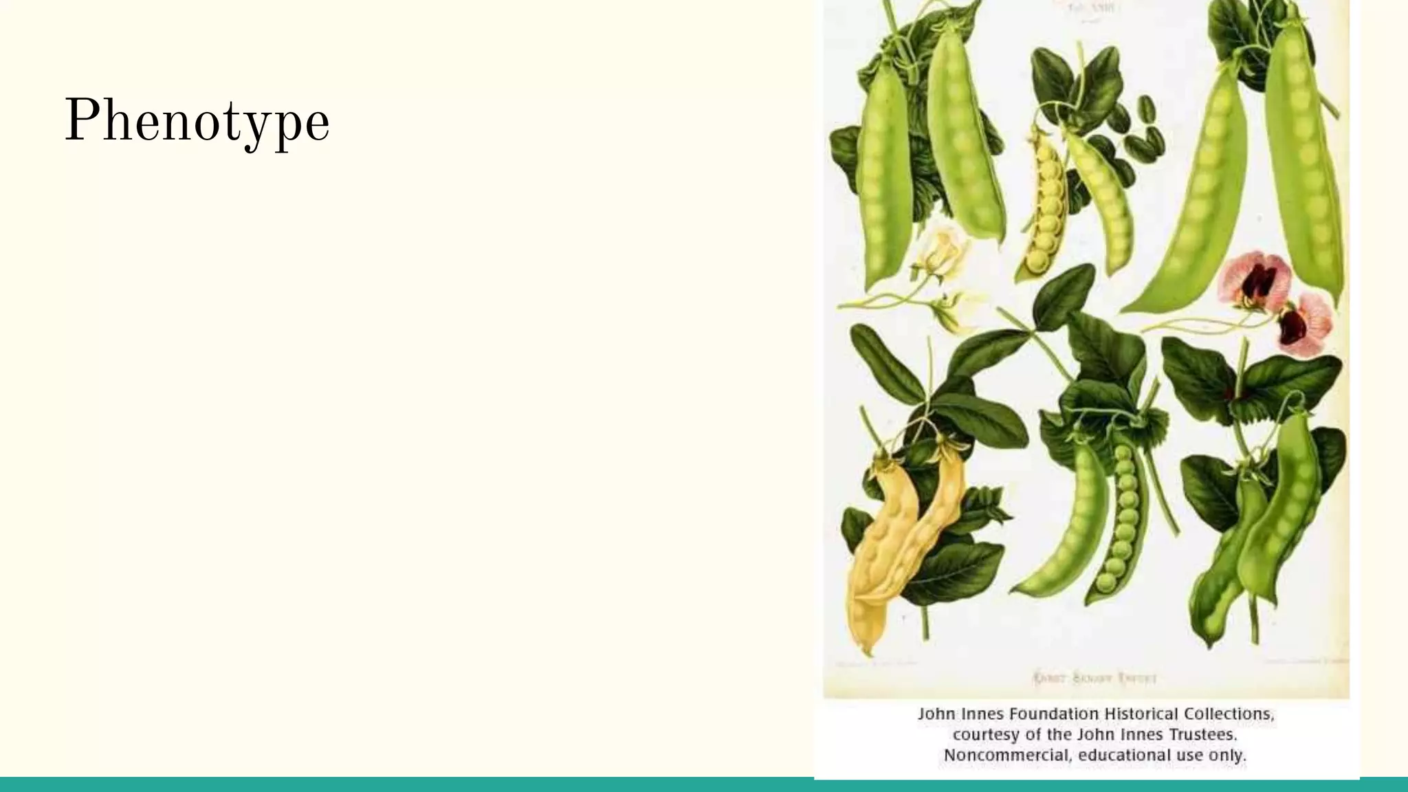 Mendelian genetics and punnett squares | PPTX