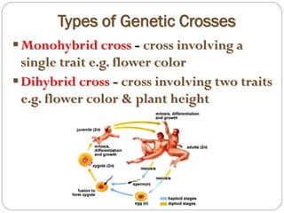 Mendelian genetics mee | PDF