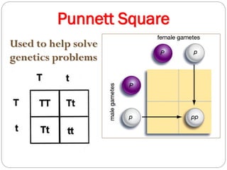 Mendelian genetics mee | PDF