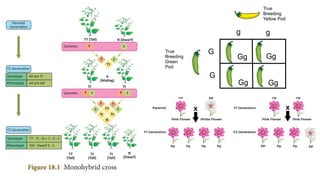 Mendel's Genetics : Basic principle & inheritance.pdf