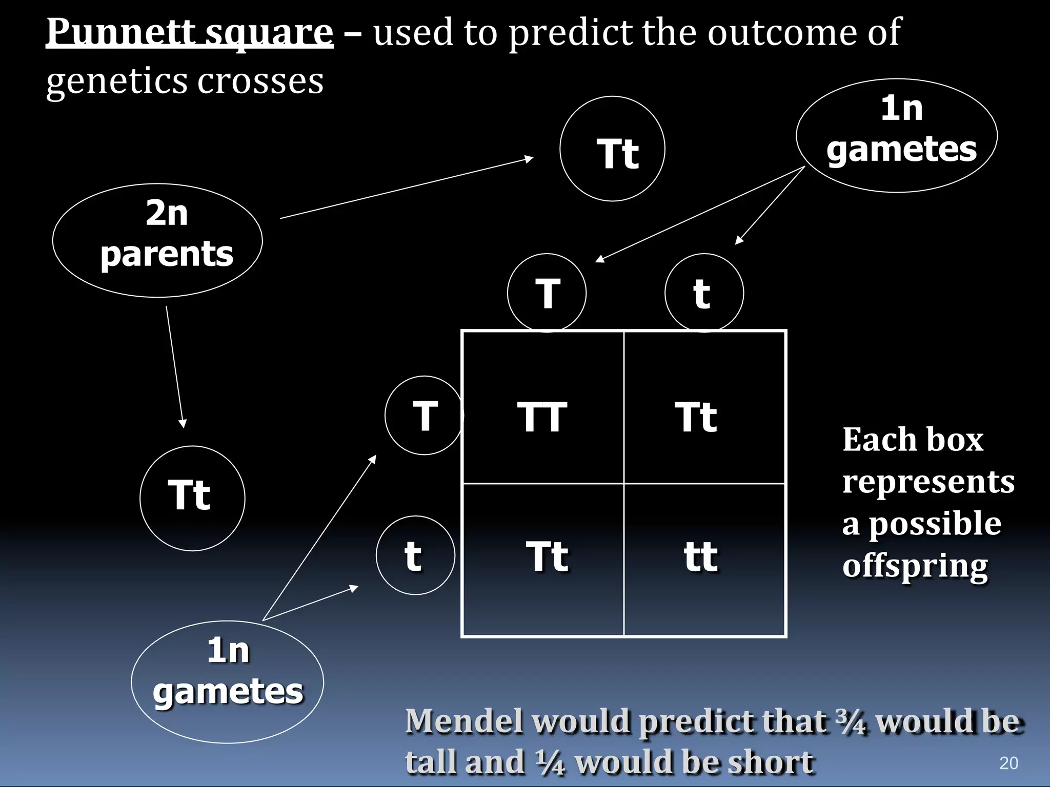 Mendelian genetics power_point | PPTX