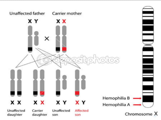 Mendelian Genetics Powerpoint Pptx Genetics Science 1877