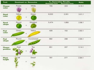 Mendelian genetics power_point | PPTX | Genetics | Science