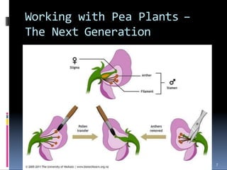 Mendelian genetics power_point | PPTX | Genetics | Science