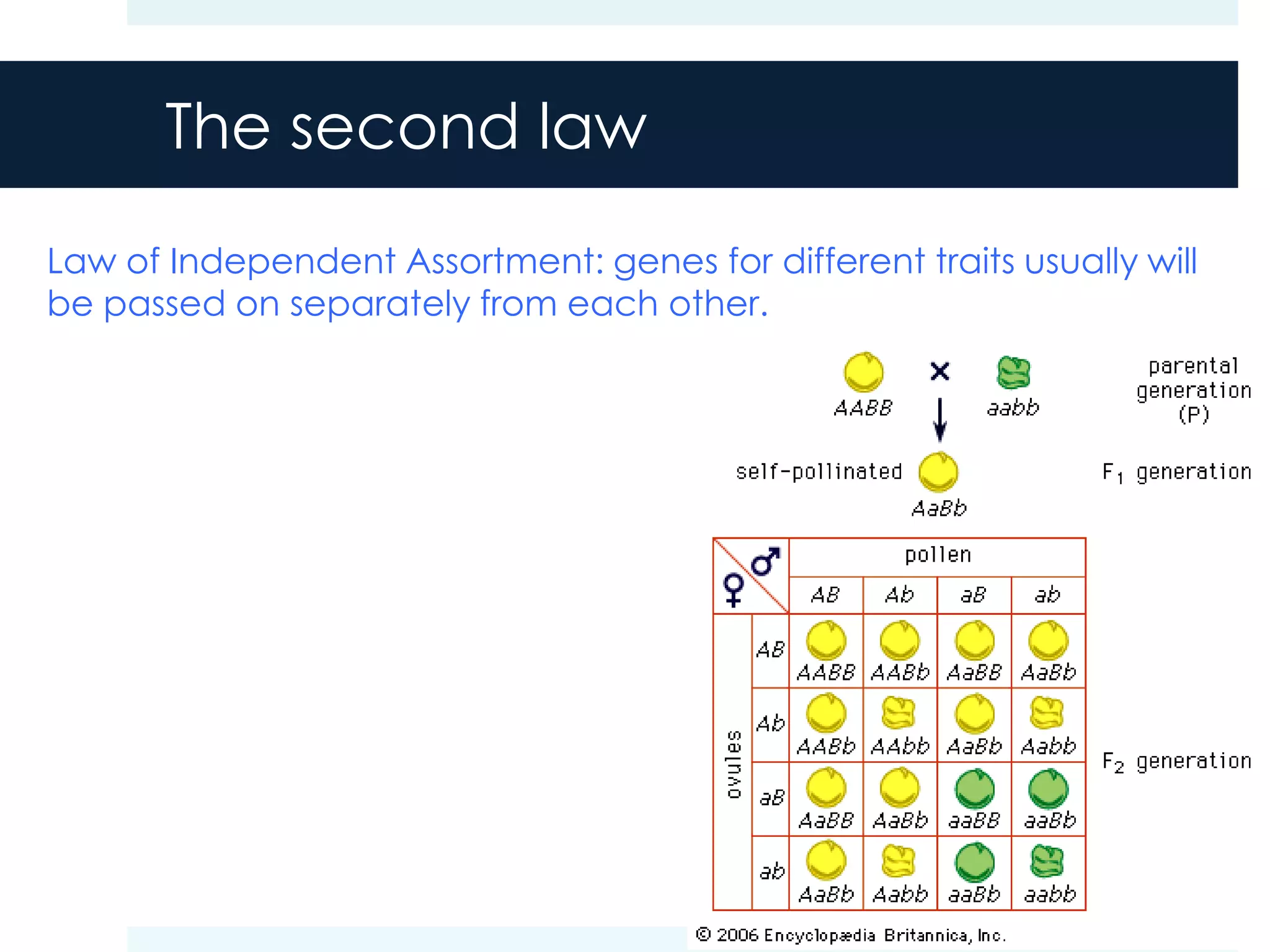 Mendelian genetics slides | PPTX