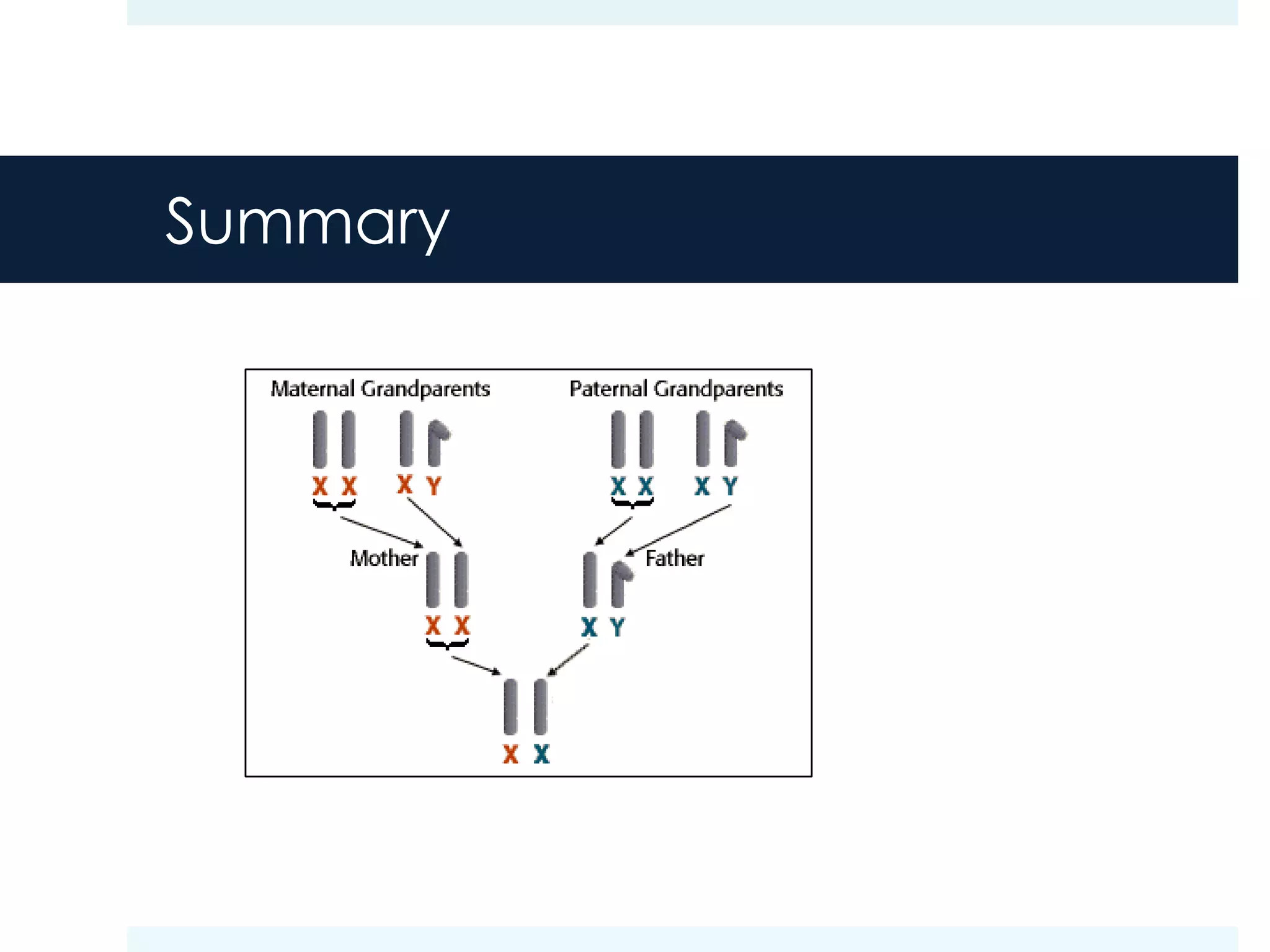 Mendelian genetics slides | PPTX