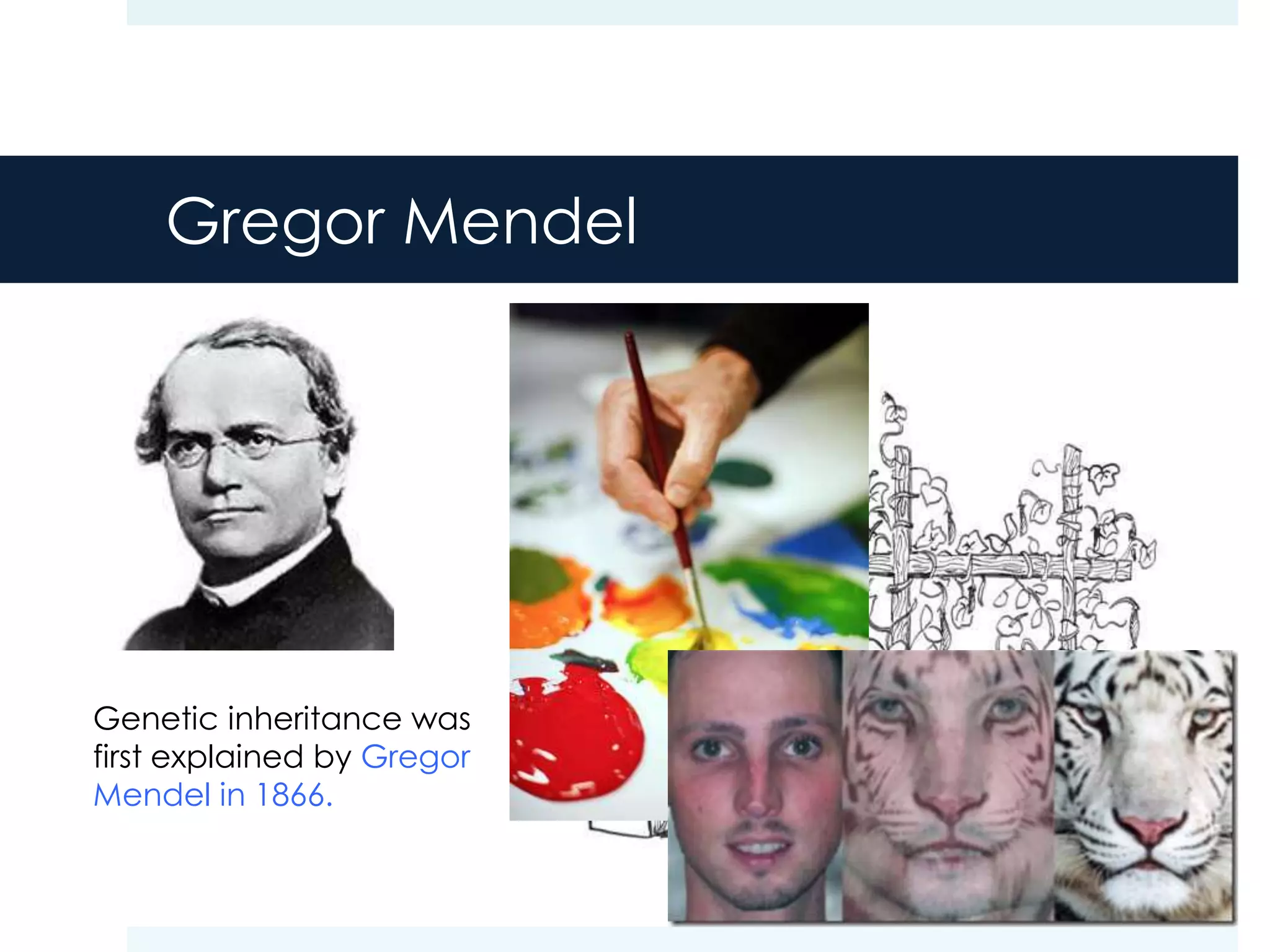 Mendelian genetics slides | PPTX