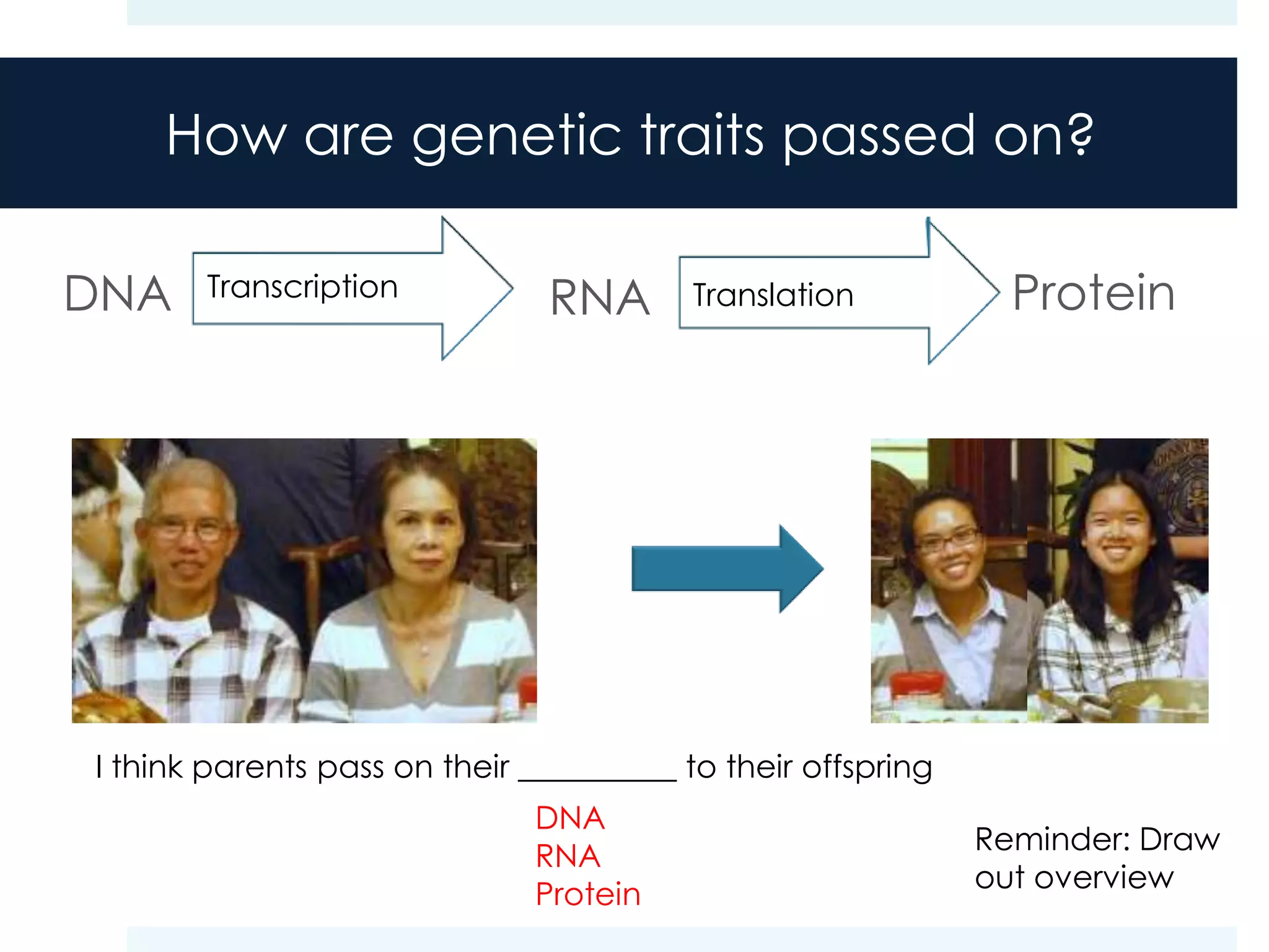 Mendelian genetics slides | PPTX