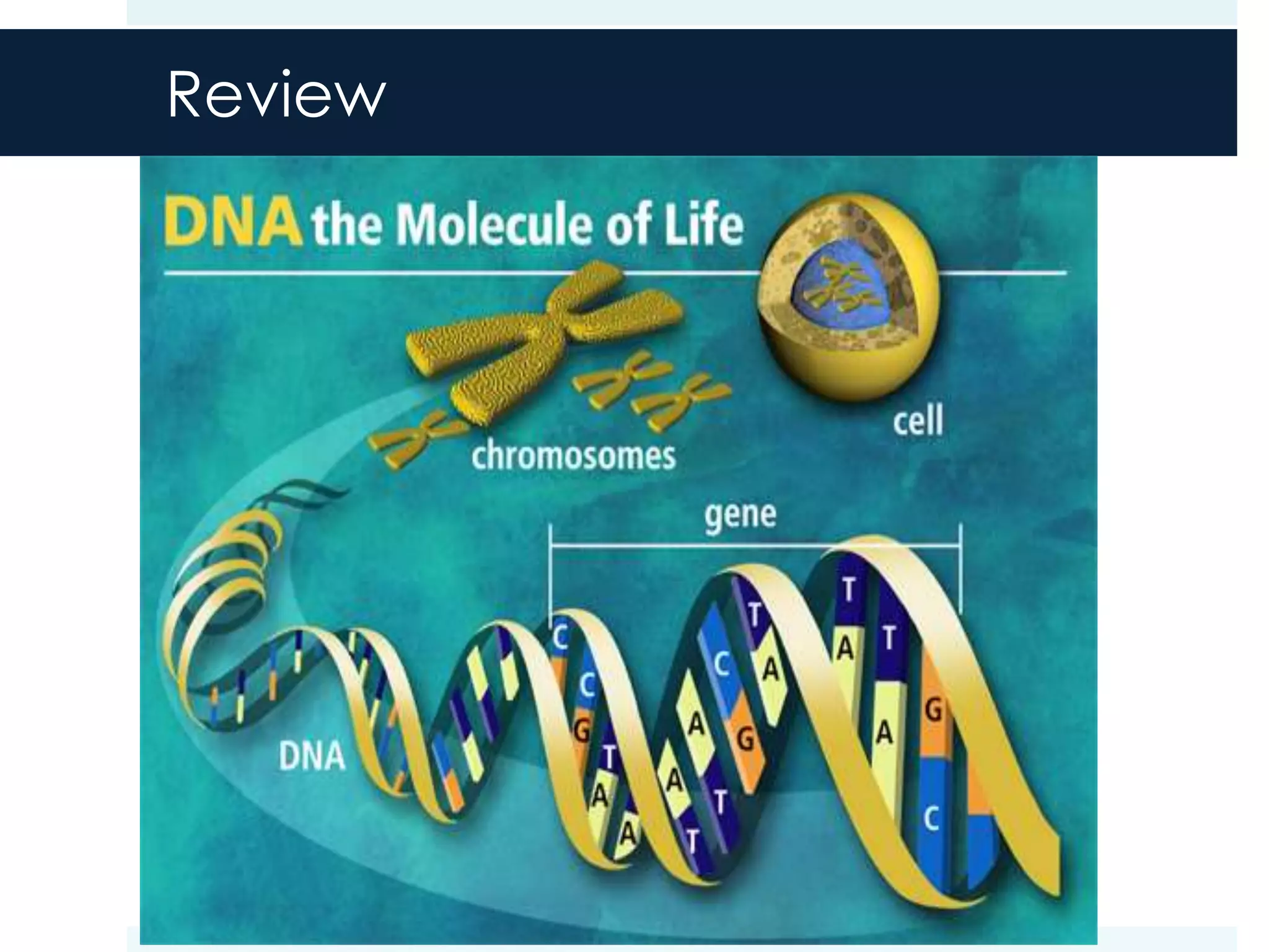 Mendelian genetics slides | PPTX