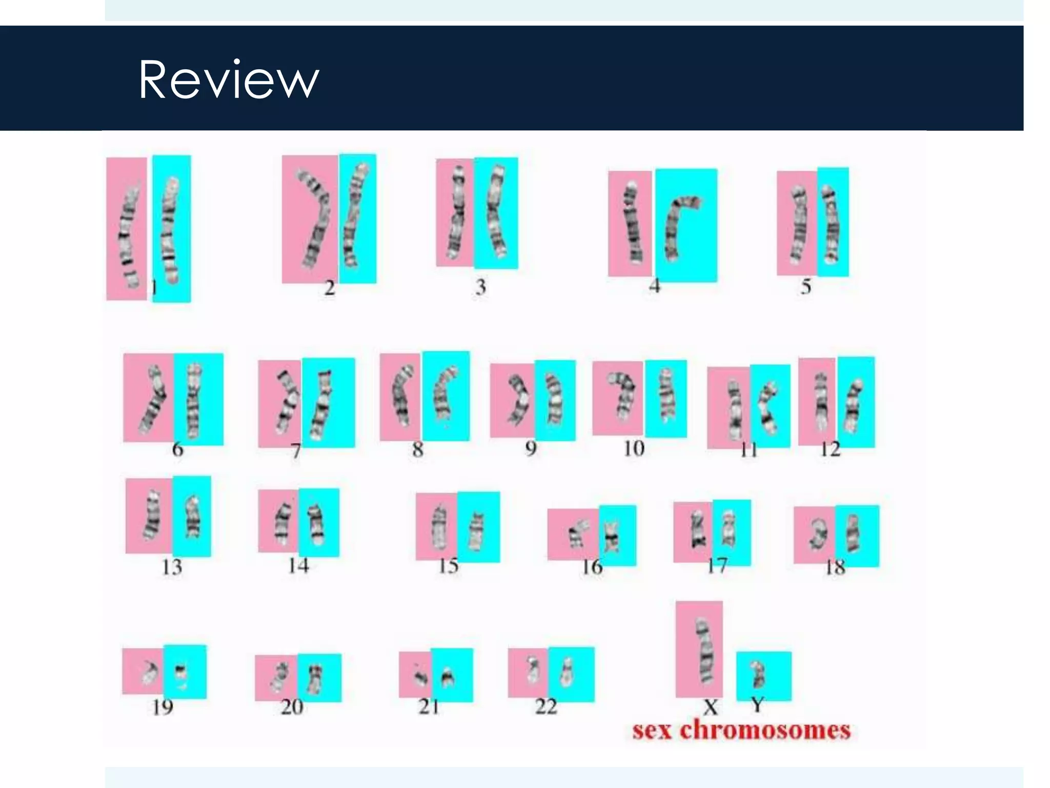 Mendelian genetics slides | PPTX