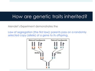 Mendelian genetics slides | PPTX