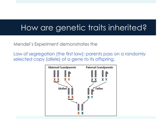 Mendelian genetics slides | PPTX
