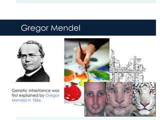 Mendelian genetics slides | PPTX