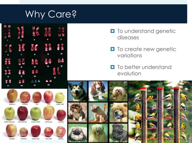 Mendelian genetics slides | PPTX
