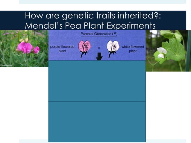 Mendelian genetics slides | PPTX
