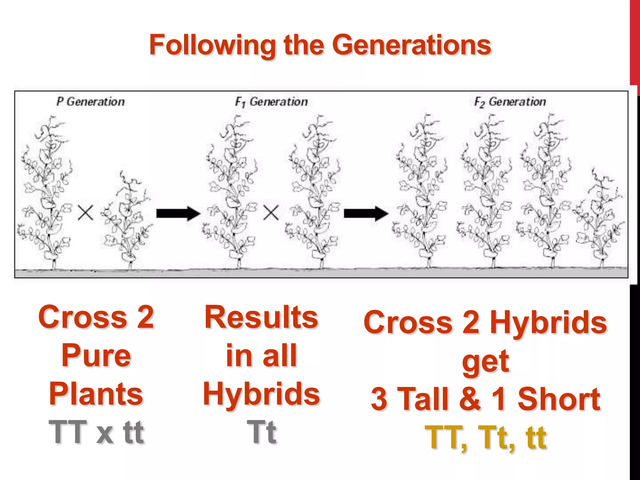 Mendelian Genetics | PPT