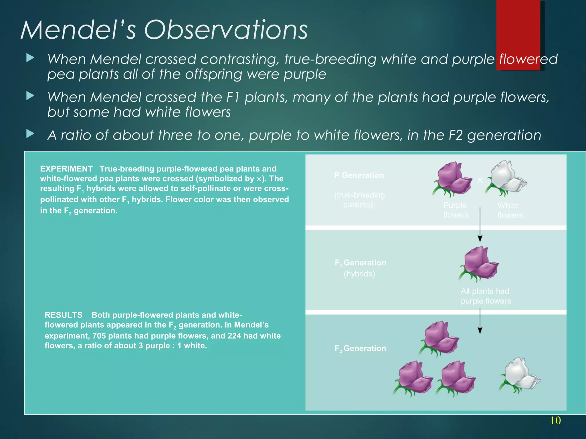 Mendelian inheritance | PPT