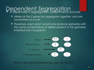 Mendelian inheritance | PPT