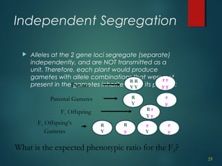 Mendelian inheritance | PPT